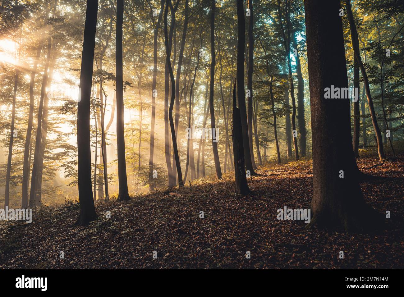 Sunlit forest hi-res stock photography and images - Alamy