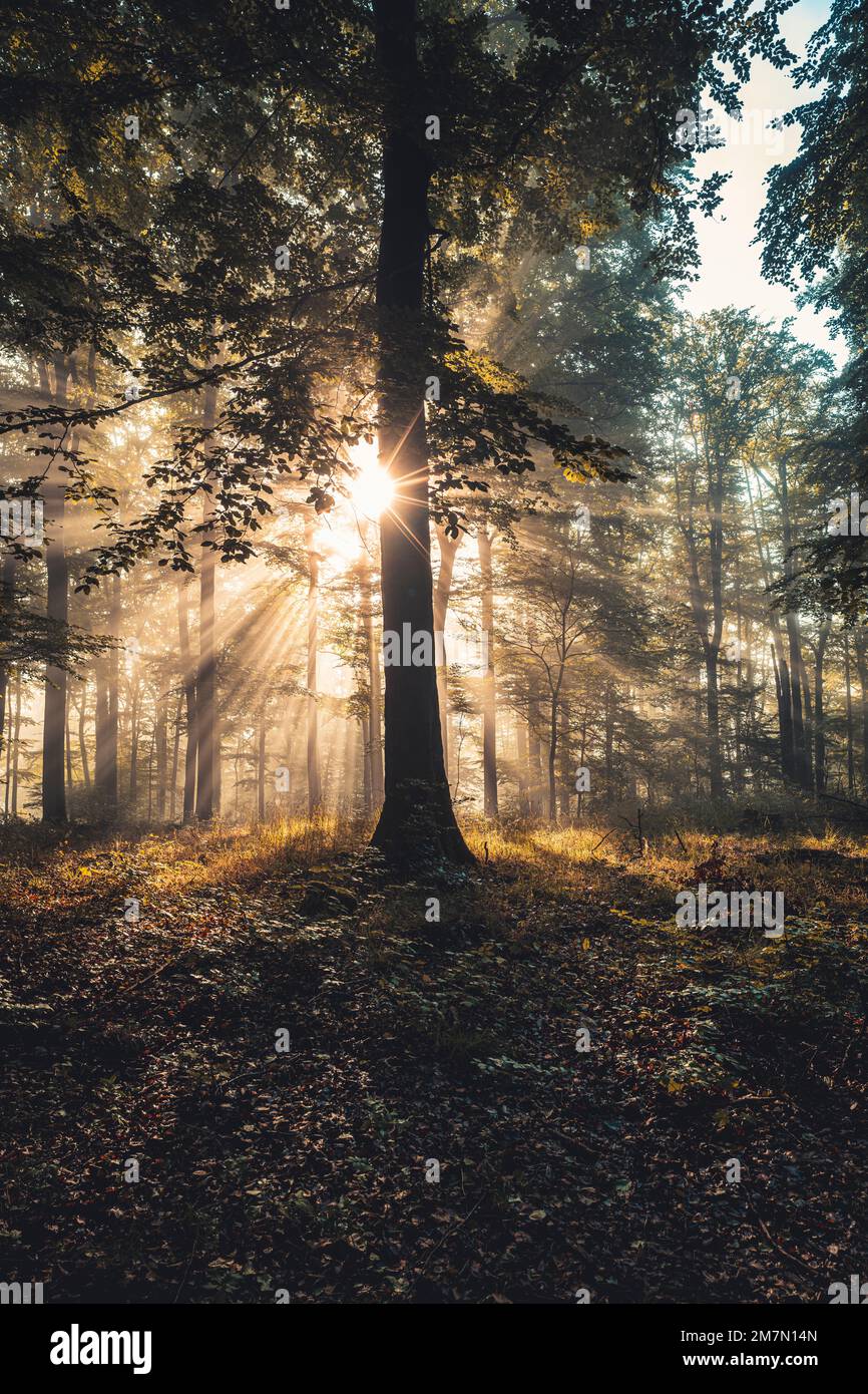 Sunlit forest on an autumn morning, piece of forest illuminated with ...