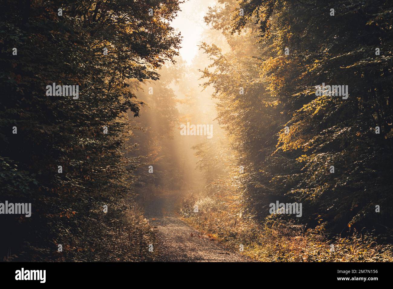 Sunbeams shine on the forest path in the Habichtswald near Kassel ...