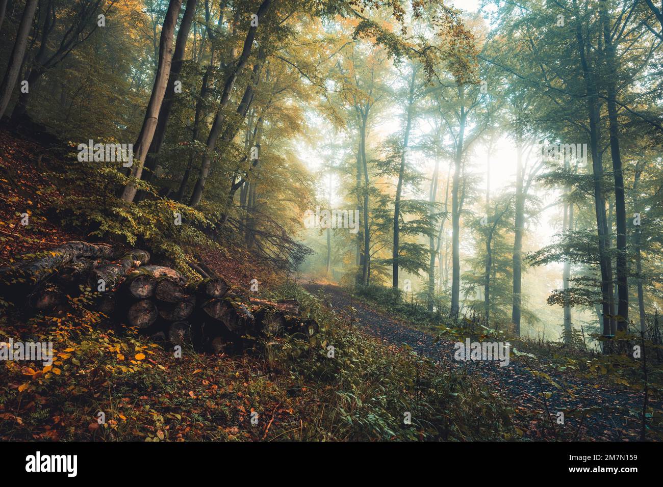 Autumn leafy trees and wood piles along the way hi-res stock ...