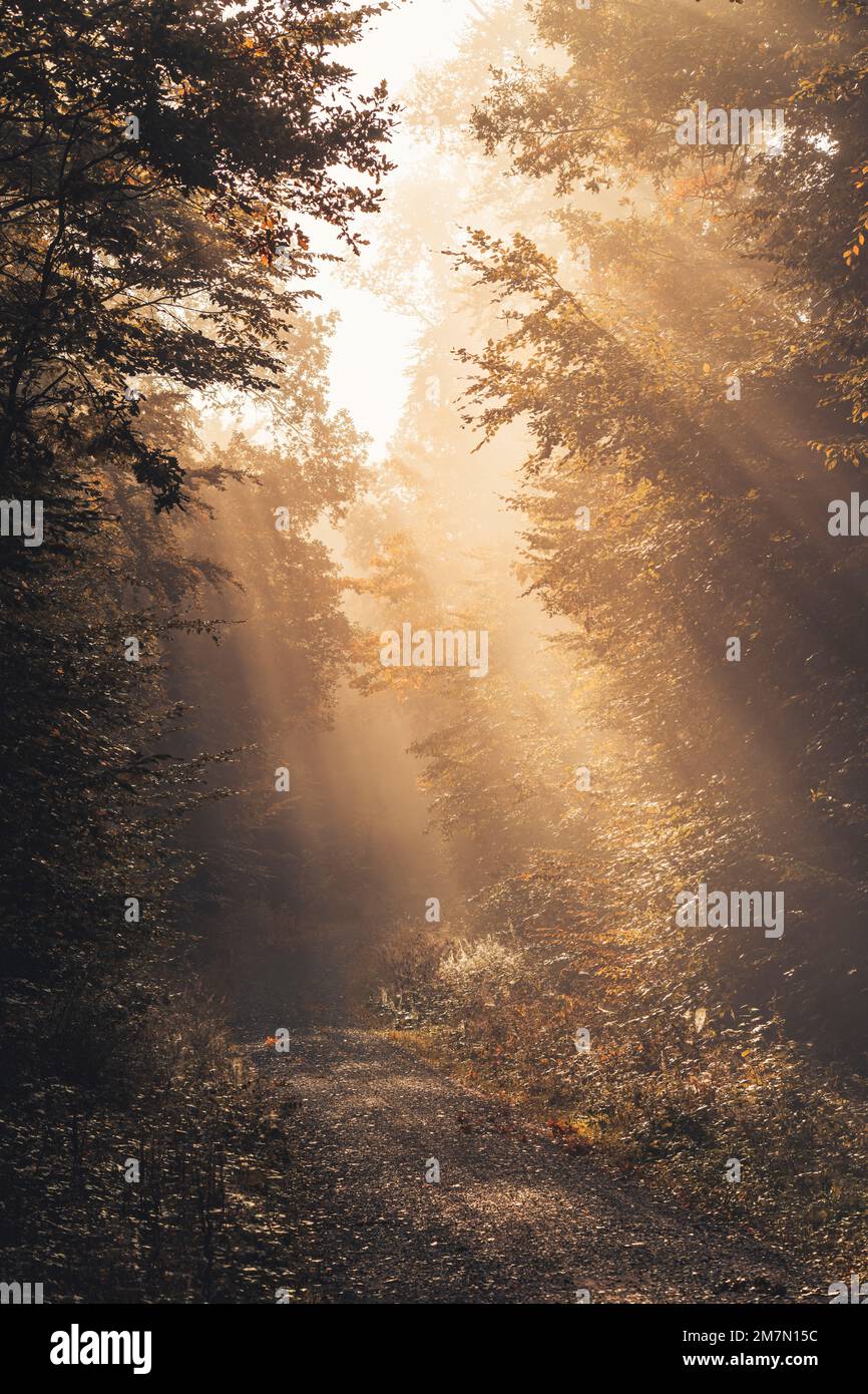 Sunbeams shine on the forest path in the Habichtswald near Kassel ...