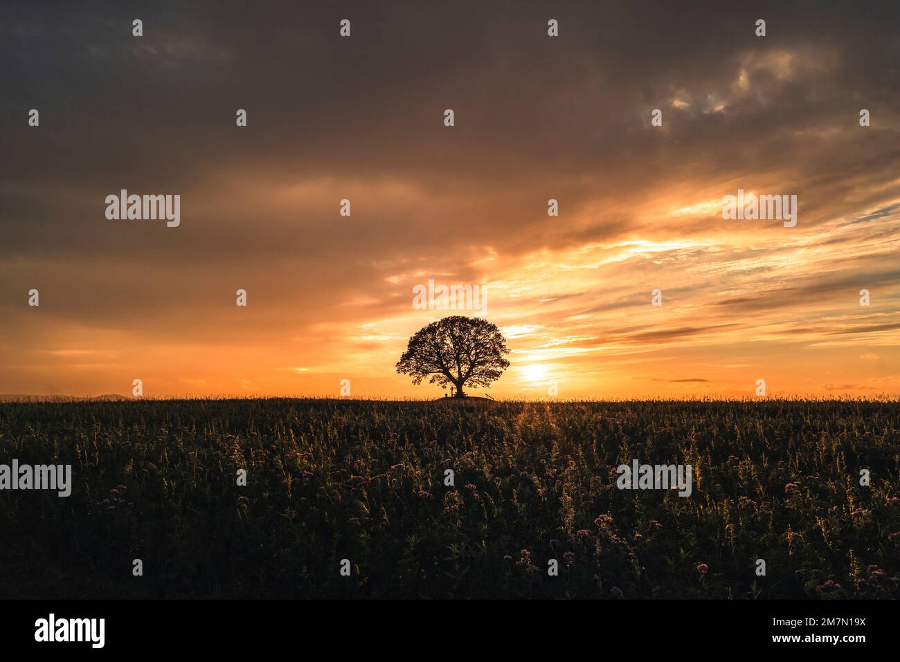 Old tree in english forest hi-res stock photography and images - Alamy