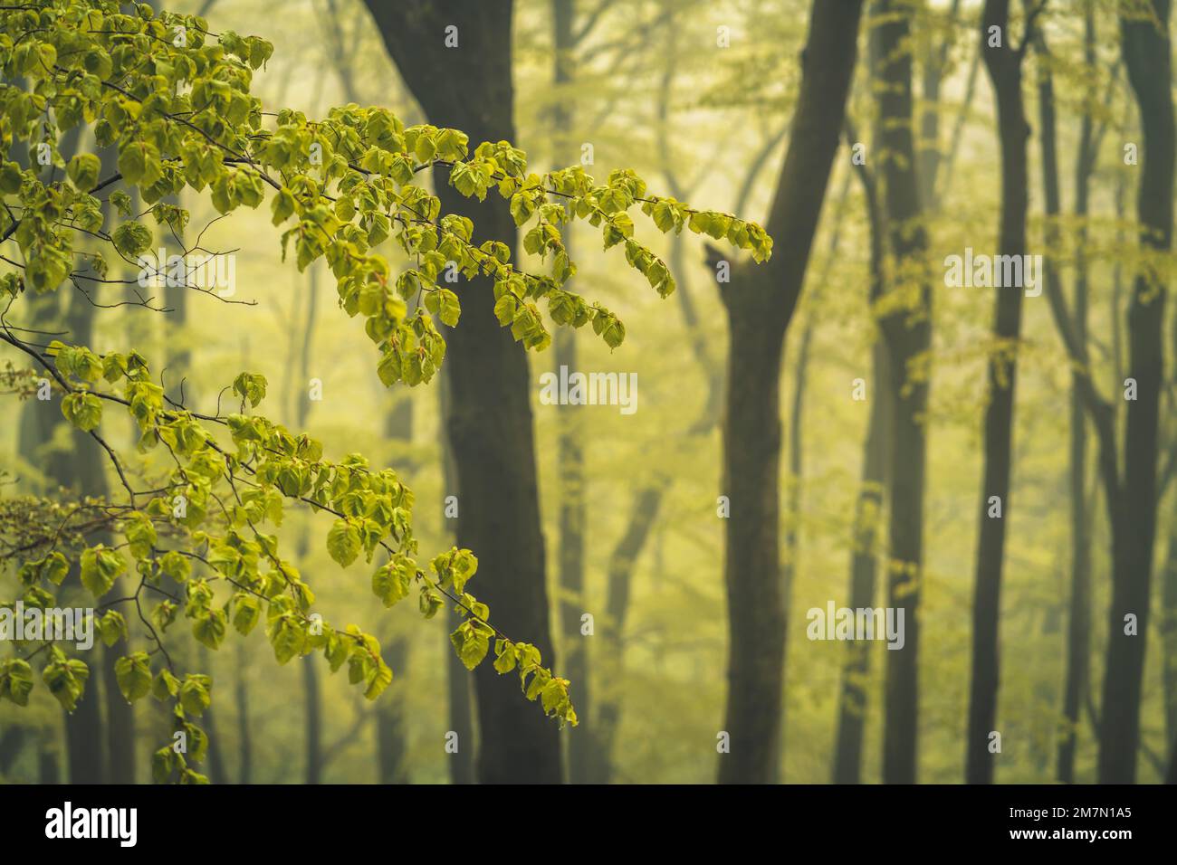 At Hoher Dörnberg in Habichtswald Nature Park, a day in spring with fog ...