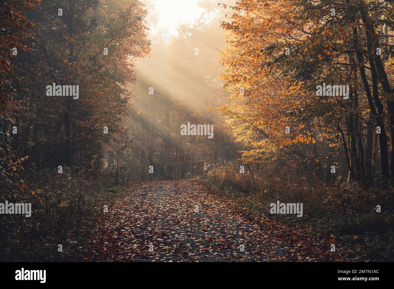 Sunbeams shine on the forest path in the Habichtswald near Kassel ...