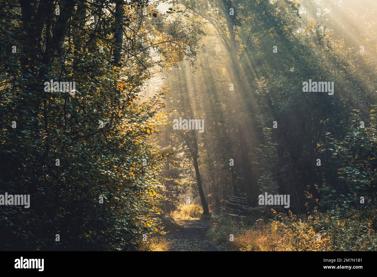 Sun rays fall through the foggy air on a path in the Habichtswald ...