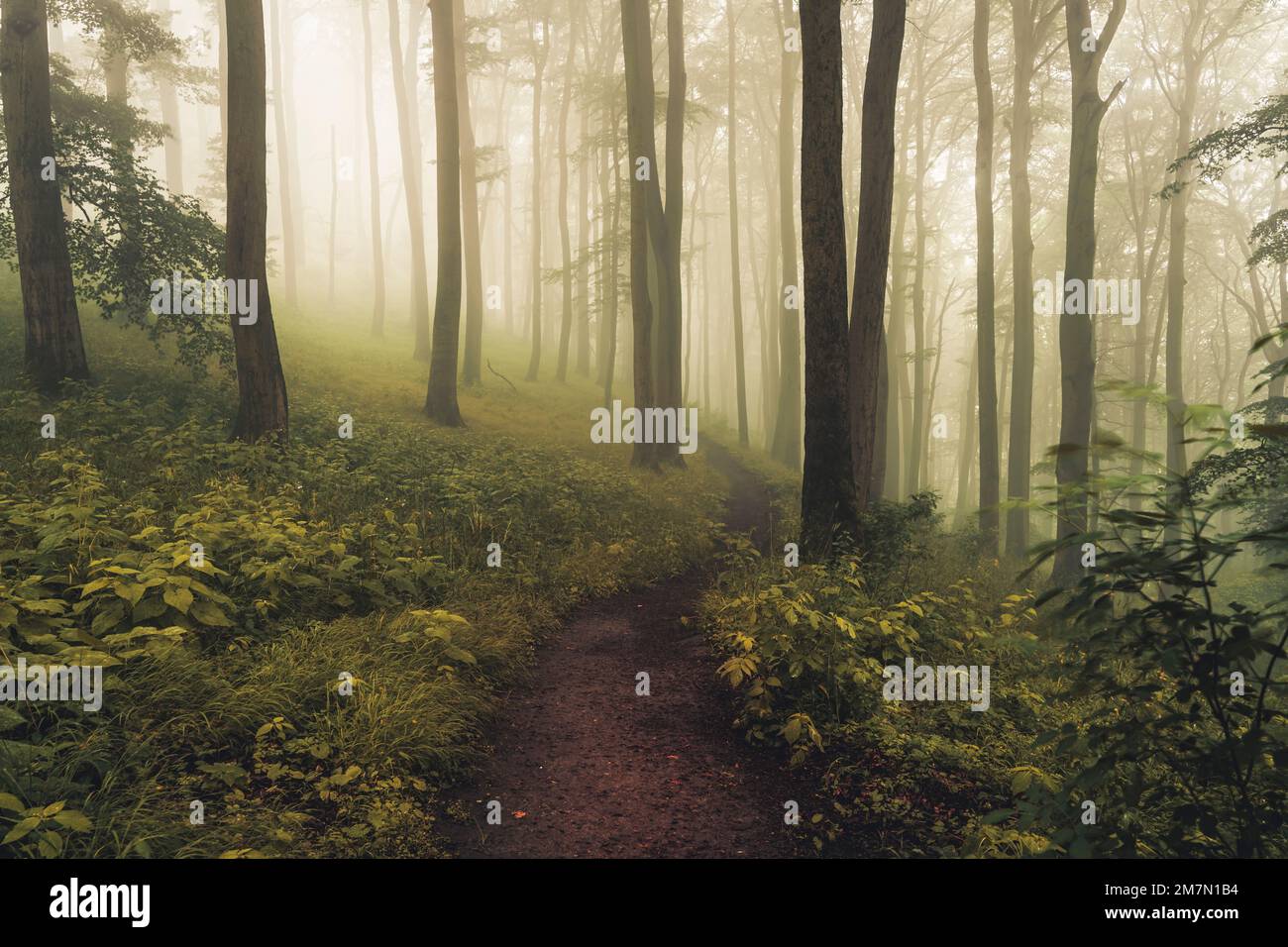 Curved forest path on a foggy morning in summer in Habichtswald near ...
