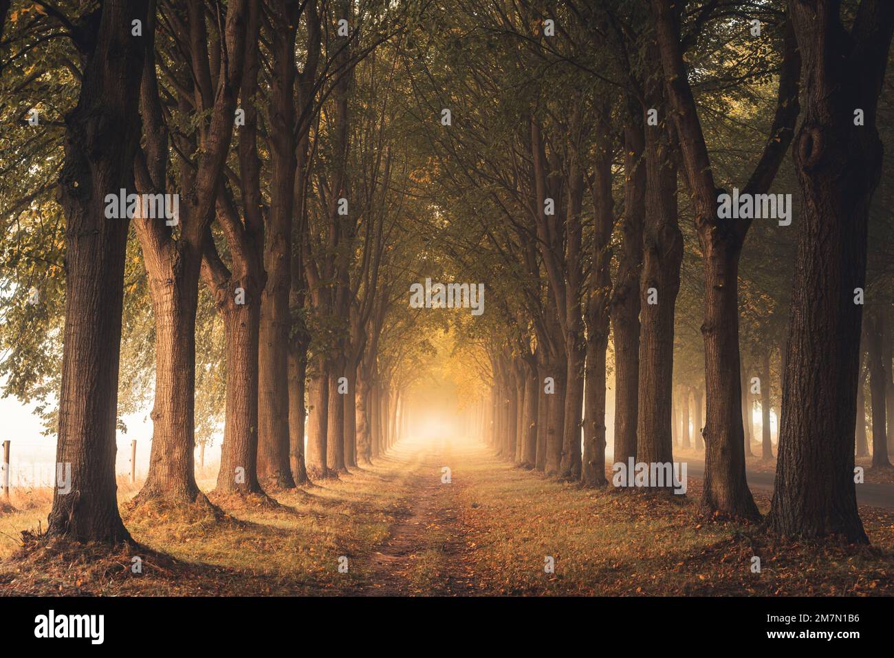 Avenue of lime trees on a morning with a lot of fog in autumn, warm ...