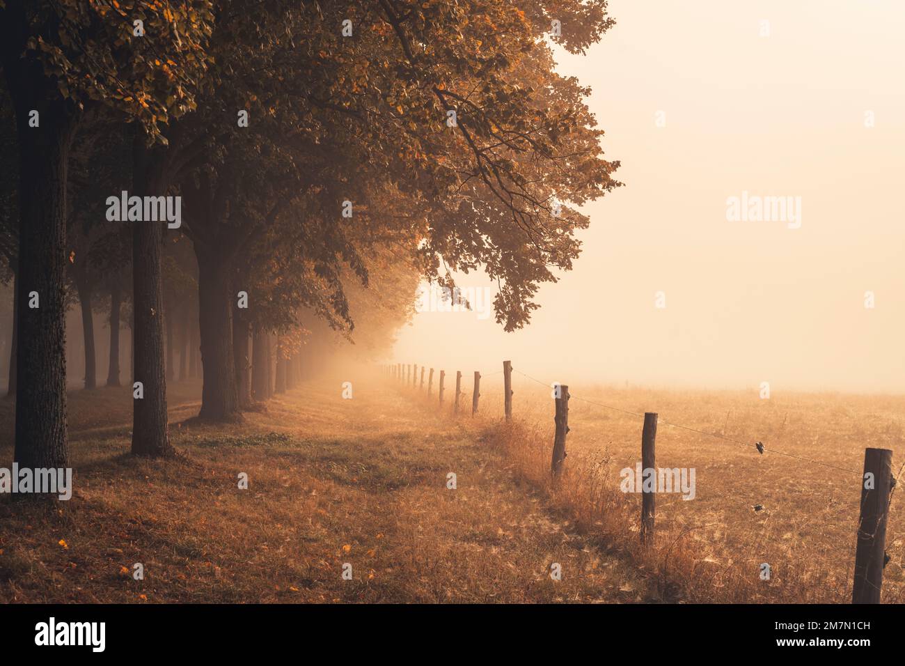 Avenue of lime trees on a morning with a lot of fog in autumn, warm ...