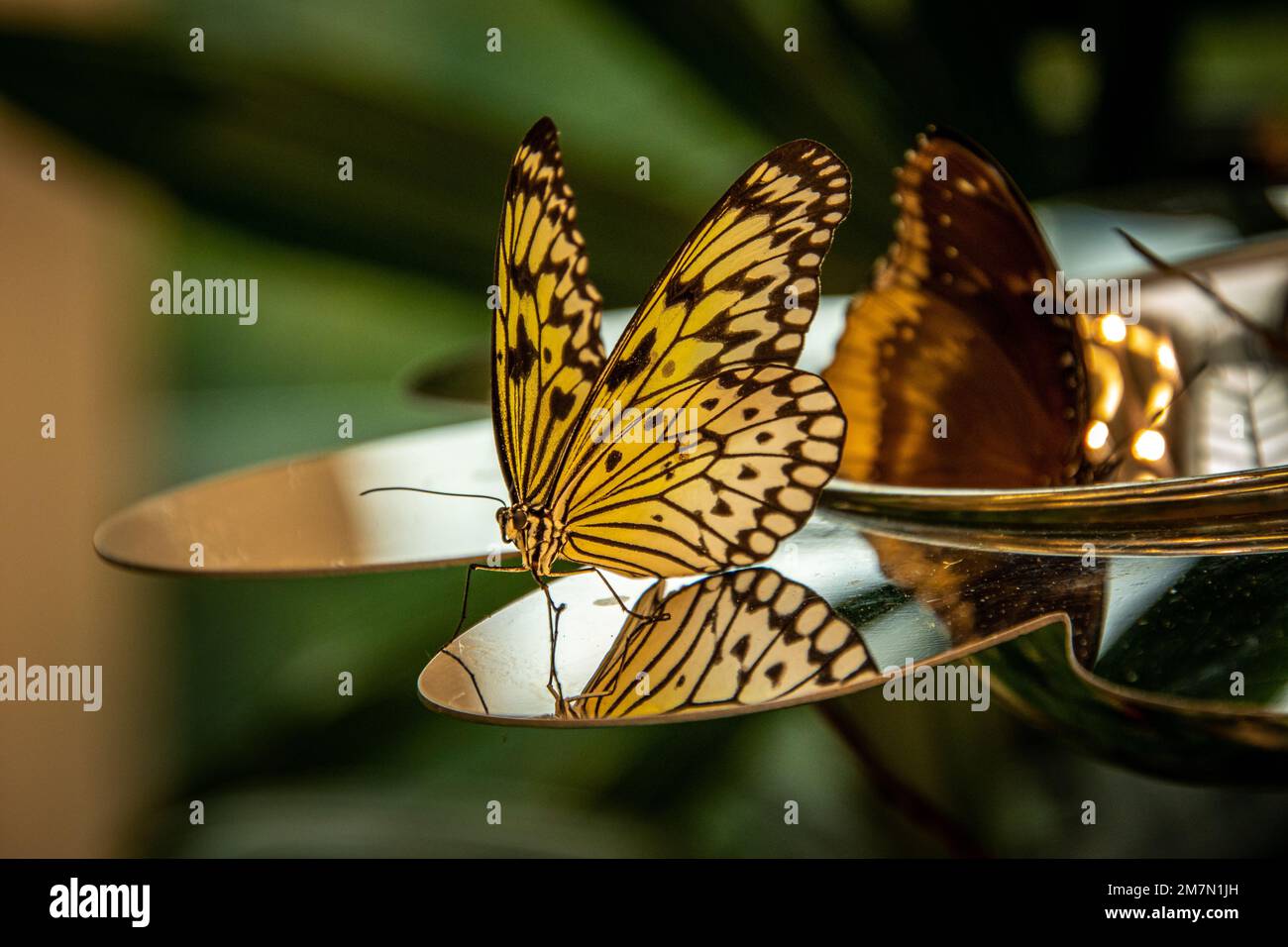 Kite paper texture hi-res stock photography and images - Alamy