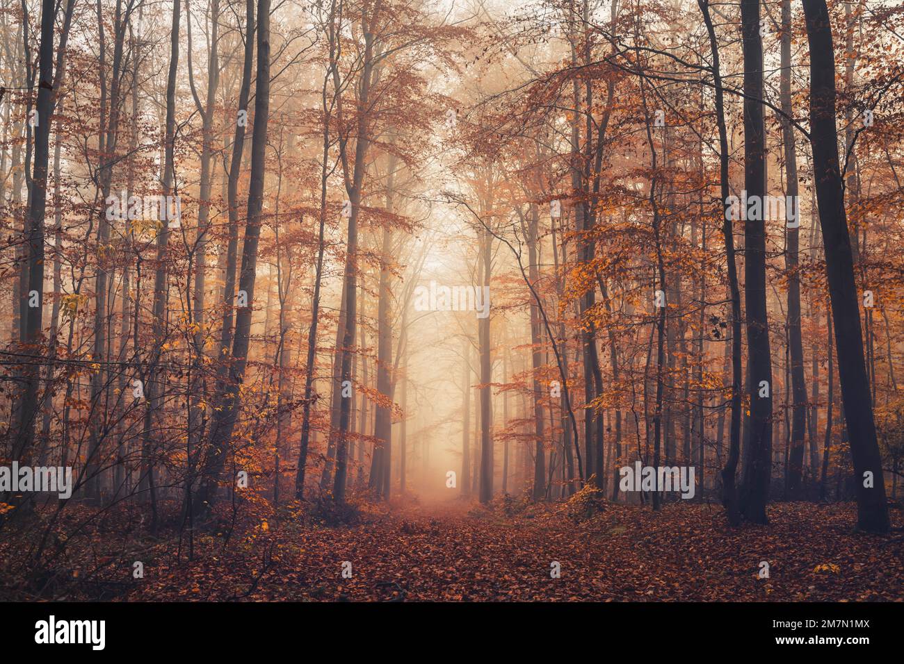 Foliage covered forest path in autumn fog, Habichtswald, beech forest ...