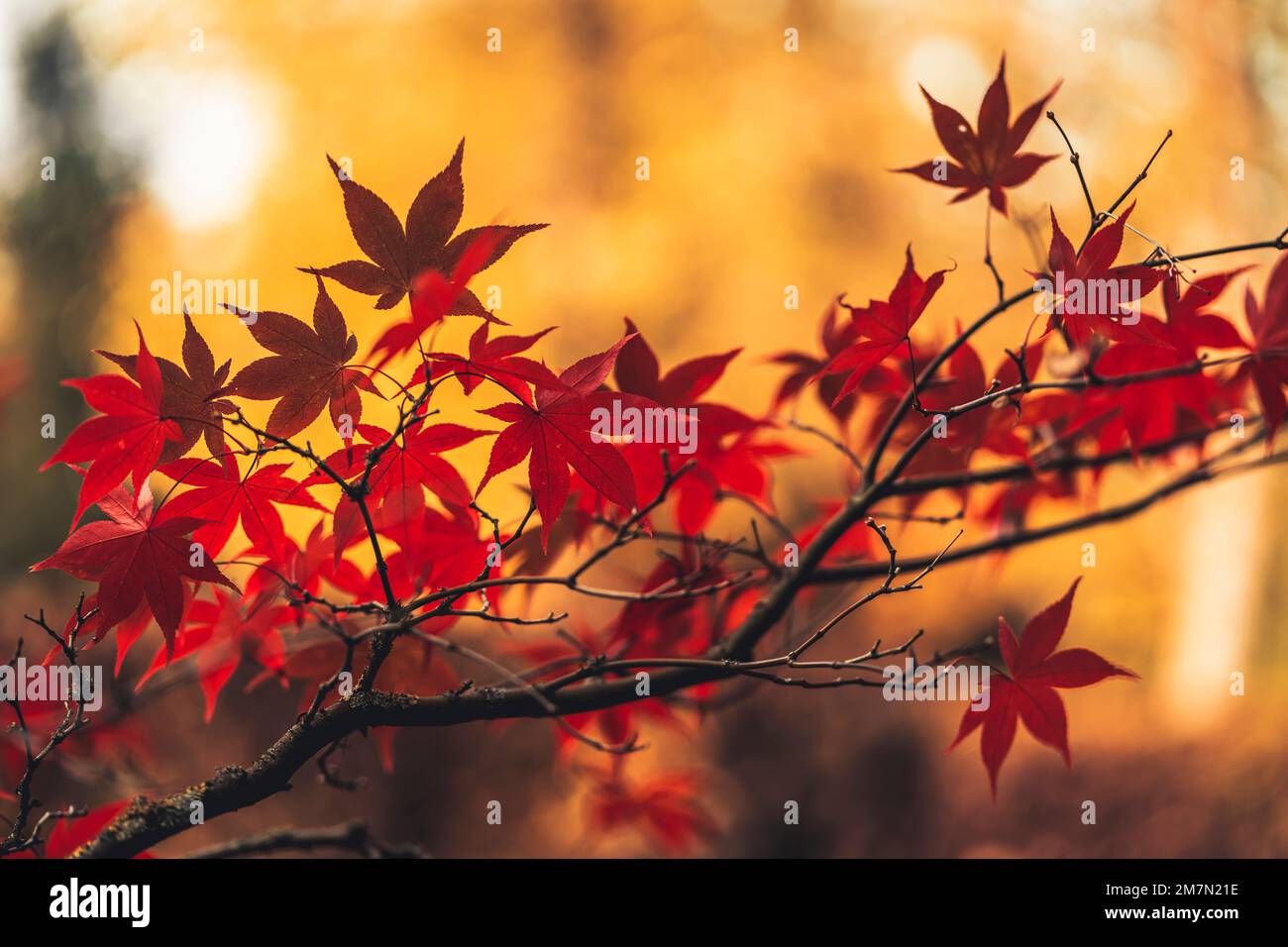 Fan maple with red leaves against yellow background, close up, background blurred, bent branches ...