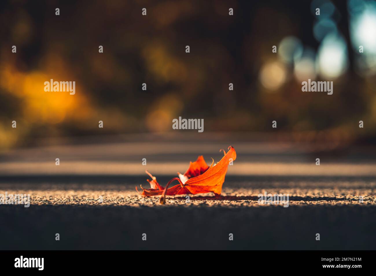 Ground Level Photography