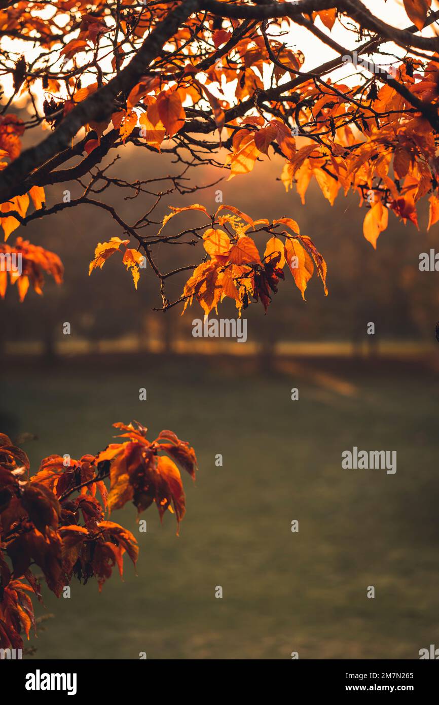 Autumn morning In October, the sun shines in warm colors through the ...