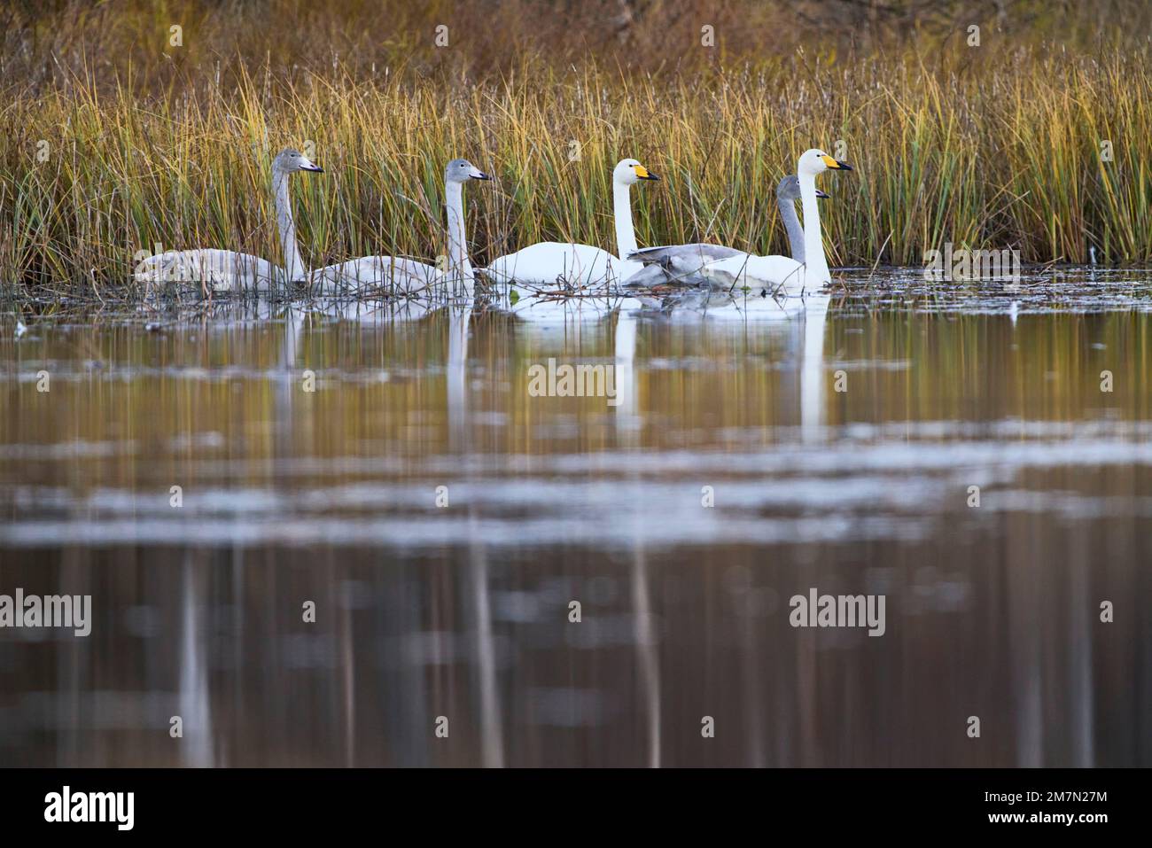 Finland, Whooper Swans, Cygnus cygnus Stock Photo - Alamy