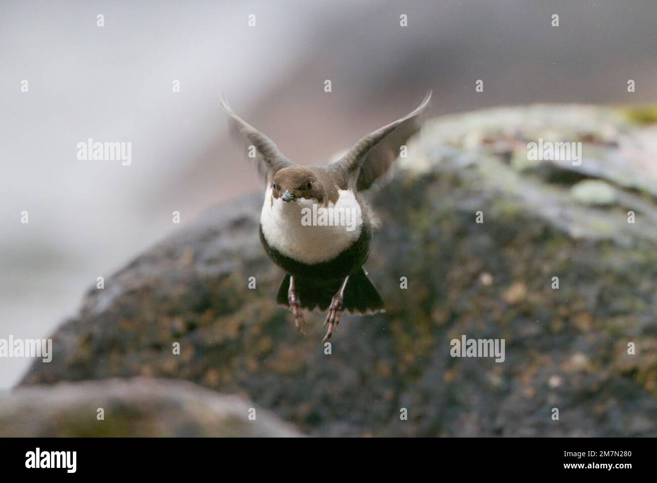 Dipper flying hi-res stock photography and images - Alamy