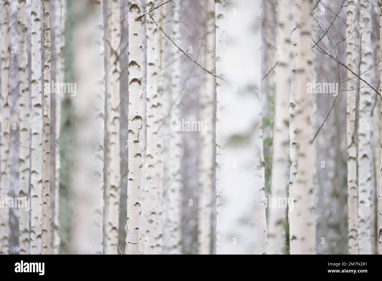 Native to finland hi-res stock photography and images - Alamy
