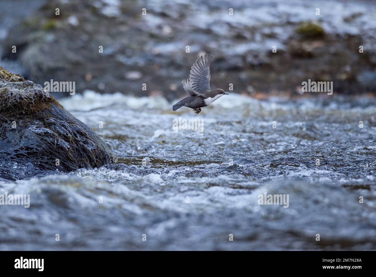 Dipper flying hi-res stock photography and images - Alamy