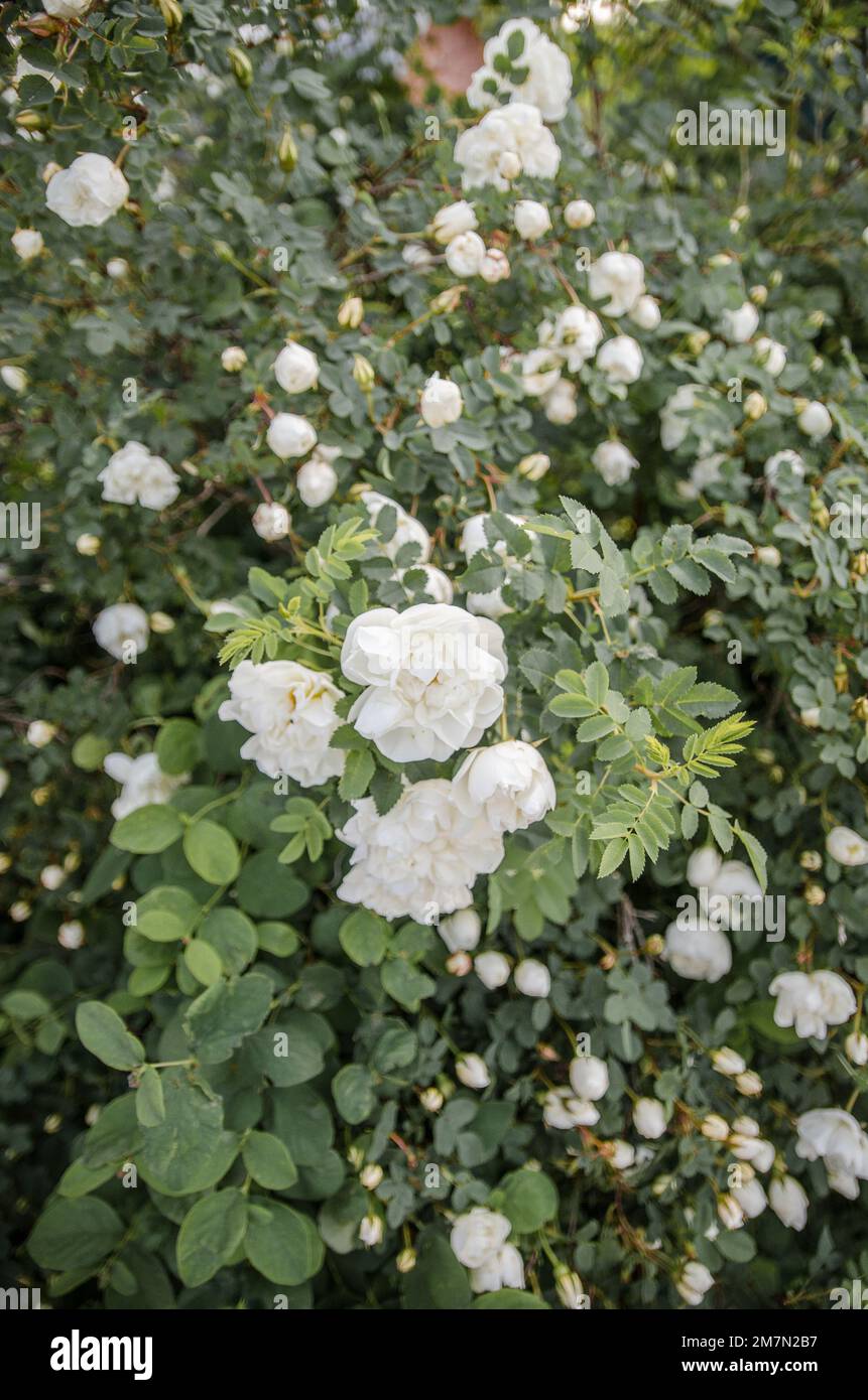 Rosehip plant hi-res stock photography and images - Alamy