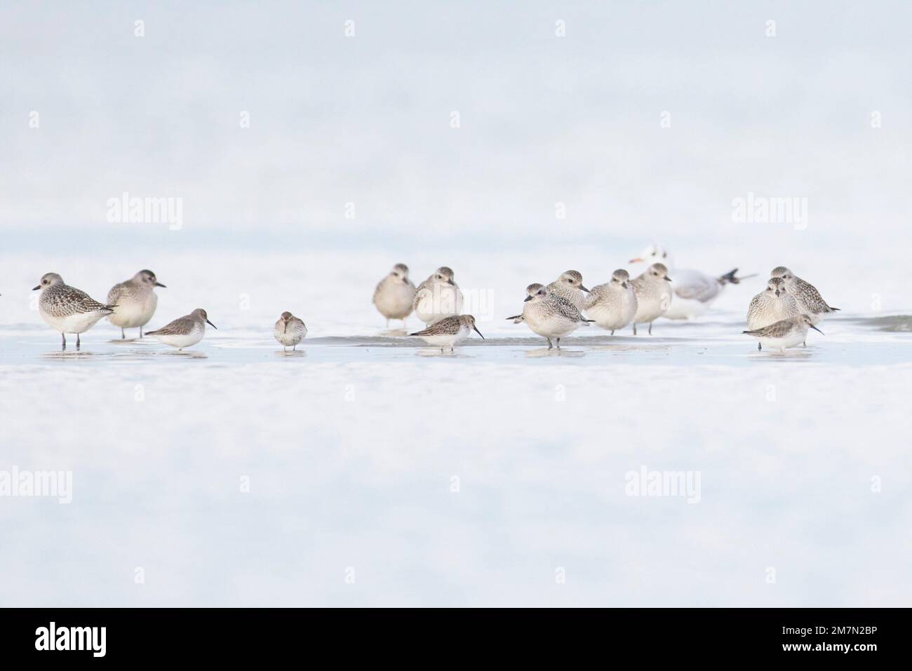 black-bellied plover, Pluvialis squatarola Stock Photo - Alamy