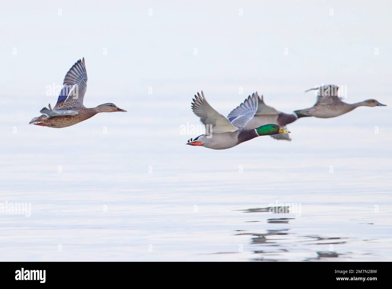 Mallard flying autumn hi-res stock photography and images - Alamy