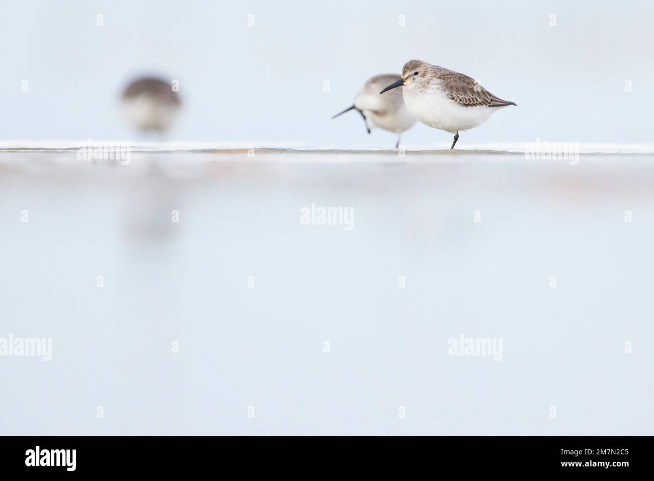 Dunlin winter plumage hi-res stock photography and images - Alamy