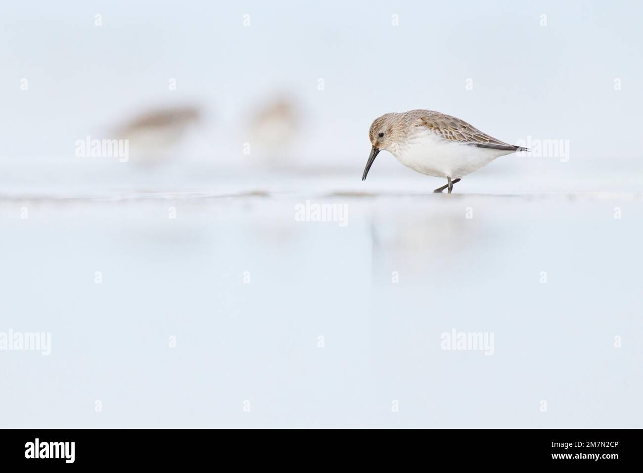 Dunlin, Calidris alpina, winter plumage Stock Photo - Alamy