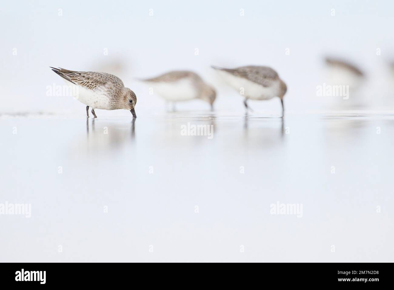 Dunlin winter plumage hi-res stock photography and images - Alamy