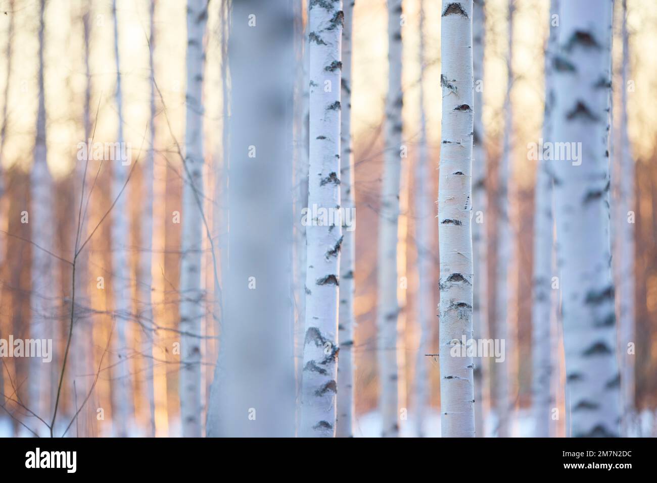 Northern europe birch not lake hi-res stock photography and images - Alamy