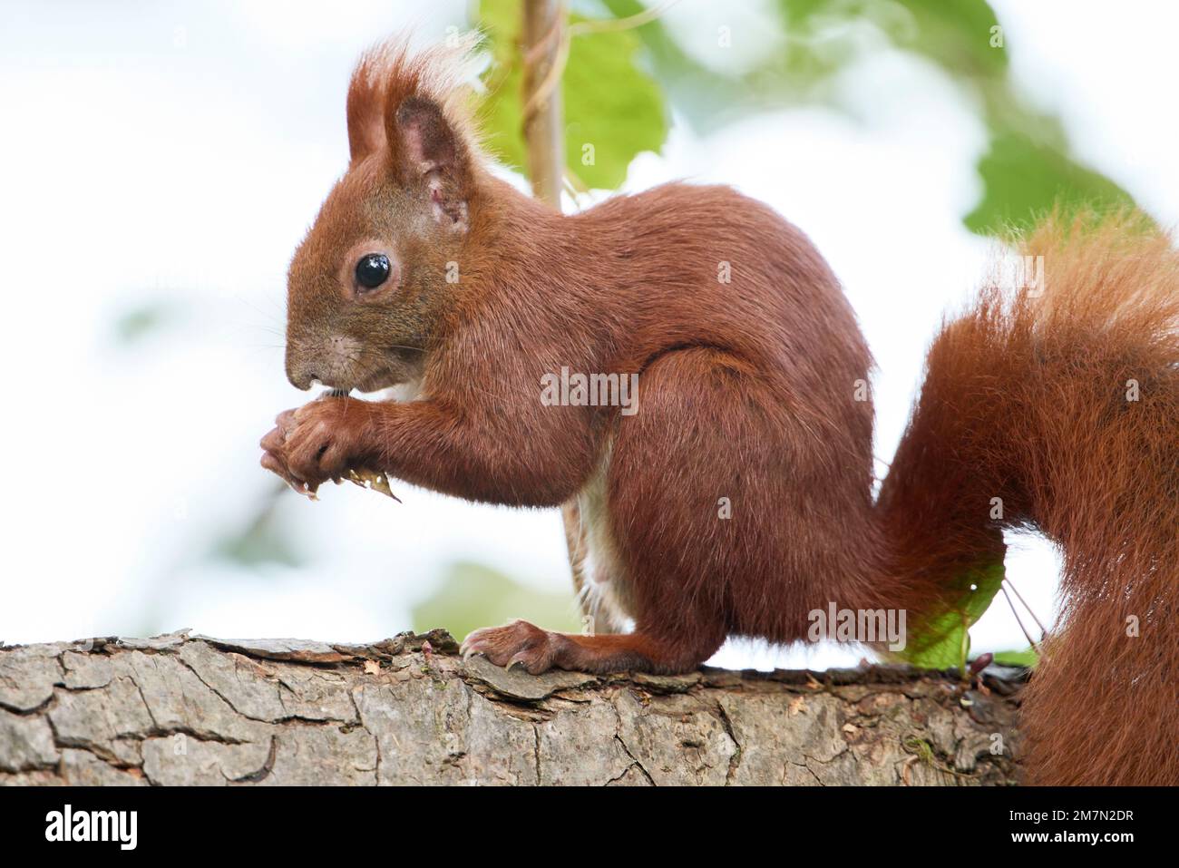 Indigenous squirrel hi-res stock photography and images - Alamy
