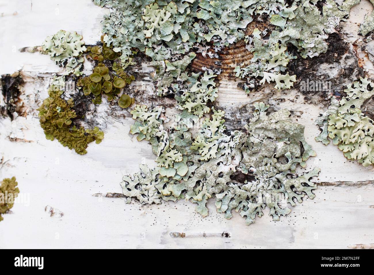Birch Bark Bark Lichen Stock Photo Alamy