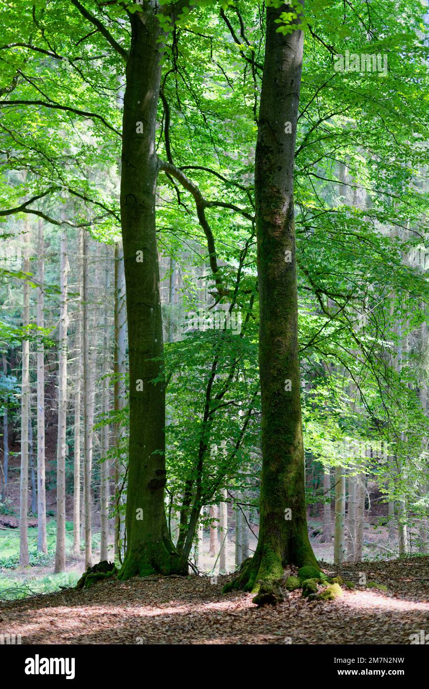 Contrast of shapes and colour hi-res stock photography and images - Alamy