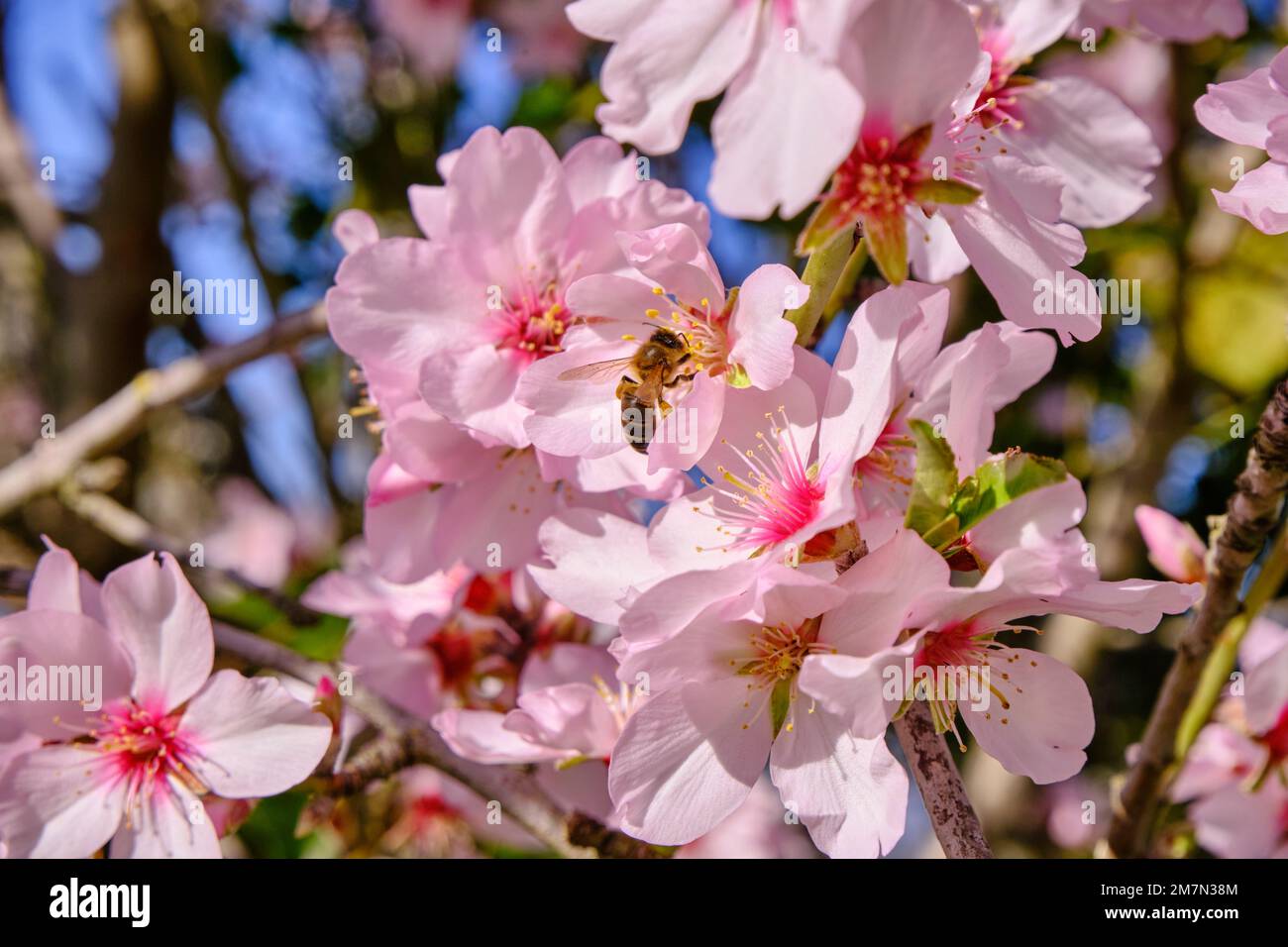 The blossom of the almond trees. Spring in the Arrabida Nature Park ...