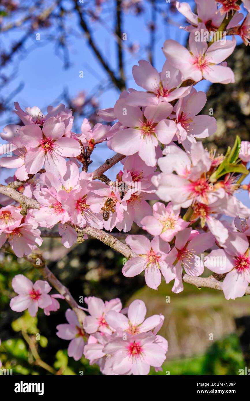 The blossom of the almond trees. Spring in the Arrabida Nature Park ...