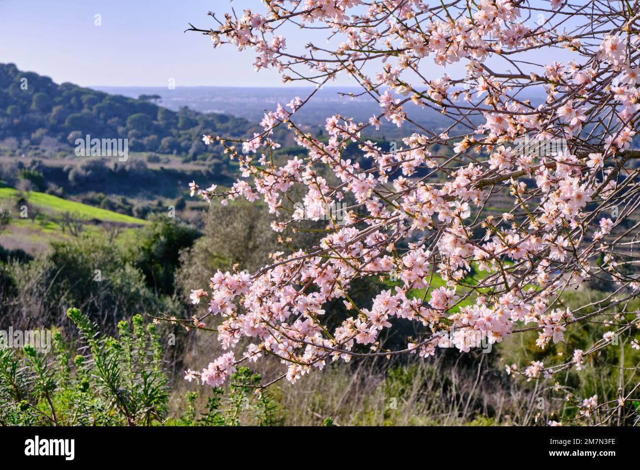 The blossom of the almond trees. Spring in the Arrabida Nature Park ...