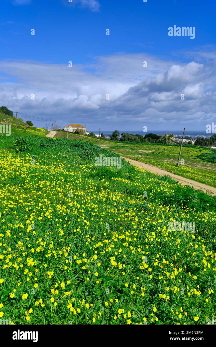 English weed (Oxalis pes-caprae) blossom in January. Palmela, Portugal ...