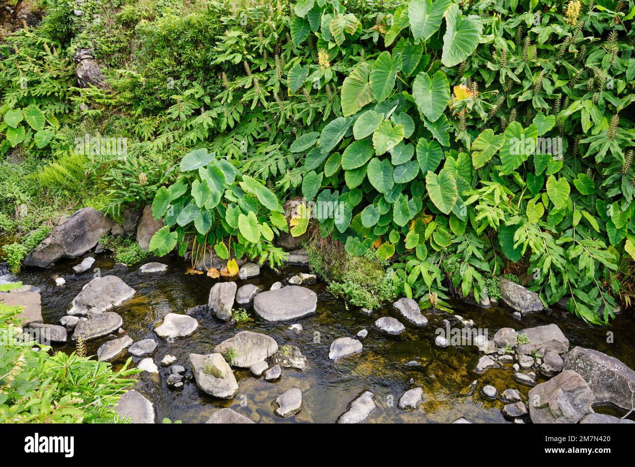 Brook near Poco do Bacalhau with the big leaves of the plant of inhame ...