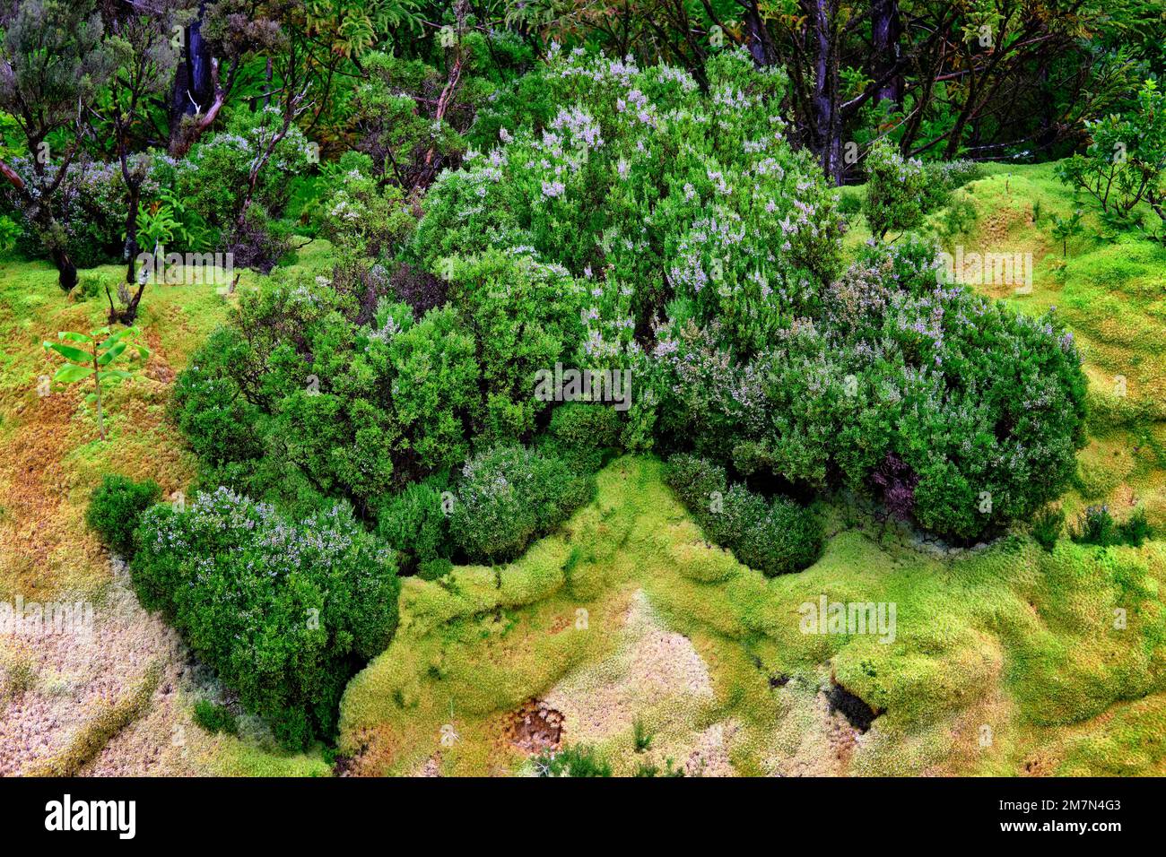 Erica azorica, Azores Heather. Flores Nature Park. Flores island ...