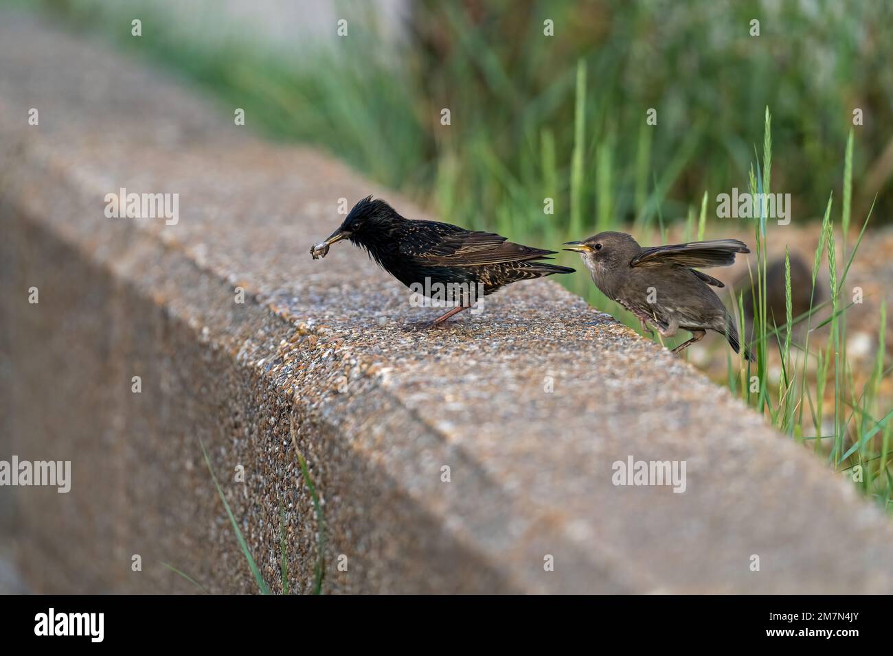 Baby starling hi-res stock photography and images - Alamy