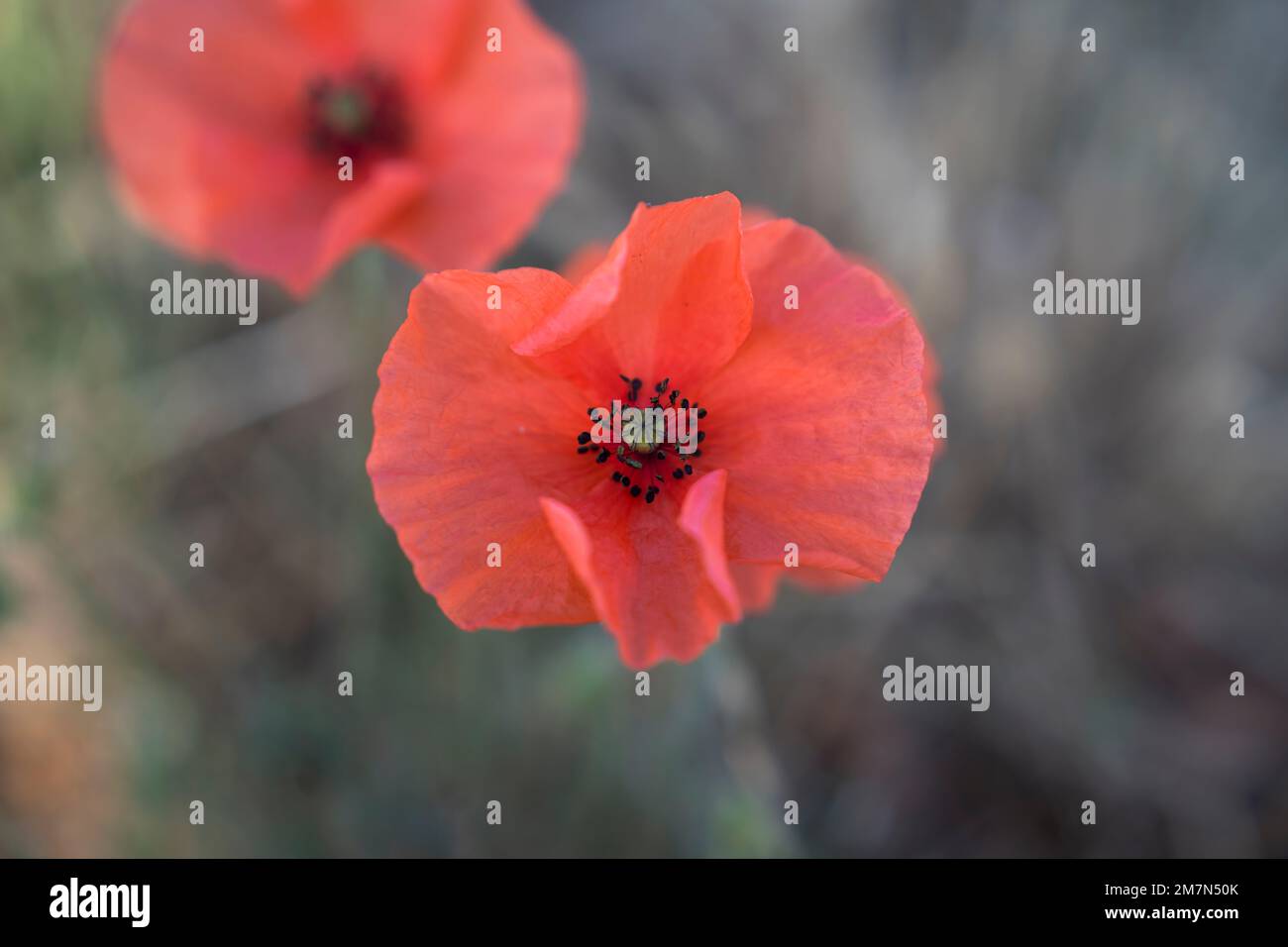 Poppies provence france hi-res stock photography and images - Alamy
