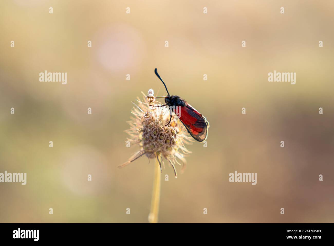 Aries, blood droplet, poisonous, moth on faded flower, Provence, France ...