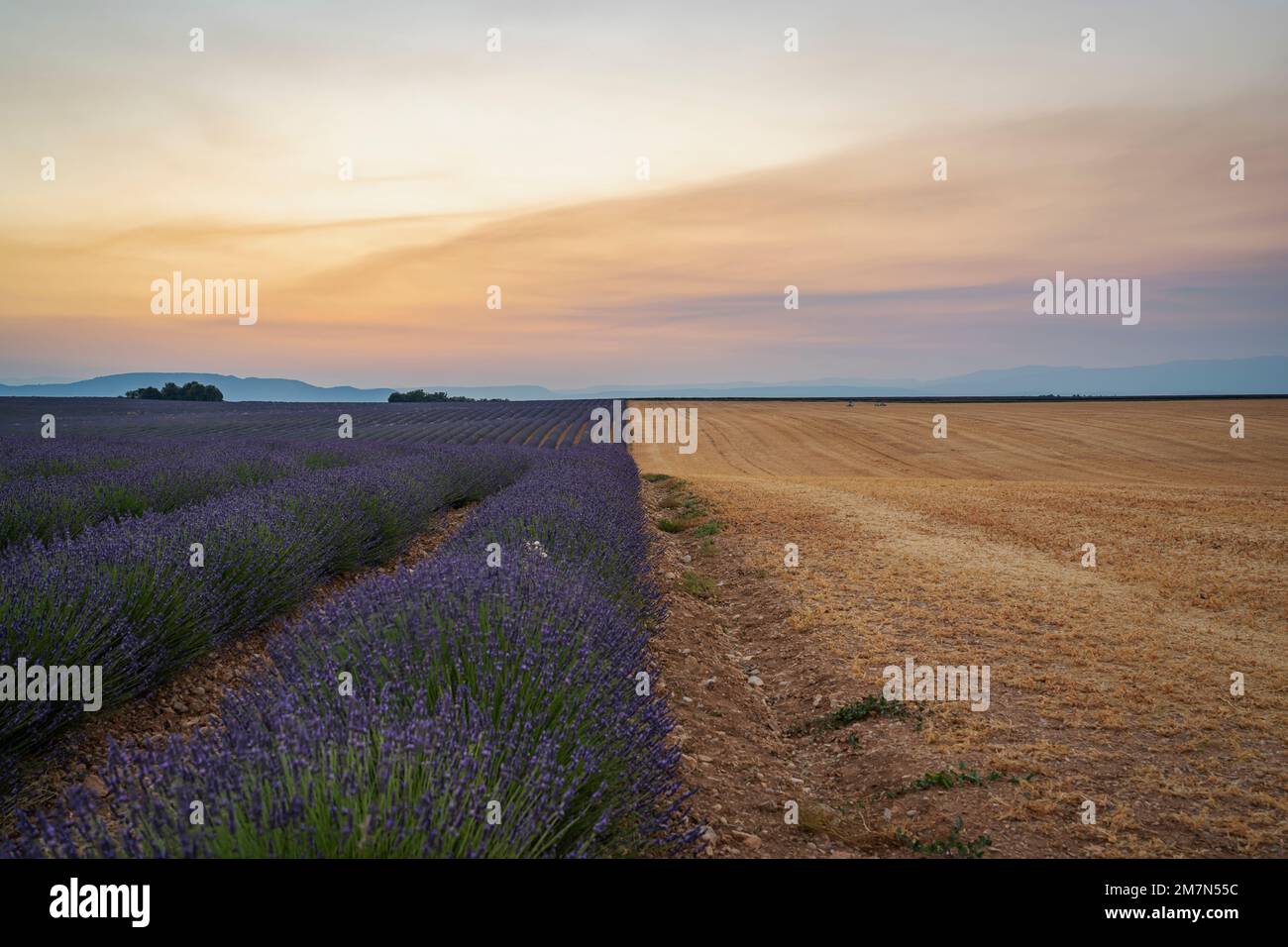 Lavender field borders cornfield, sunset, lavender field, Valensole ...