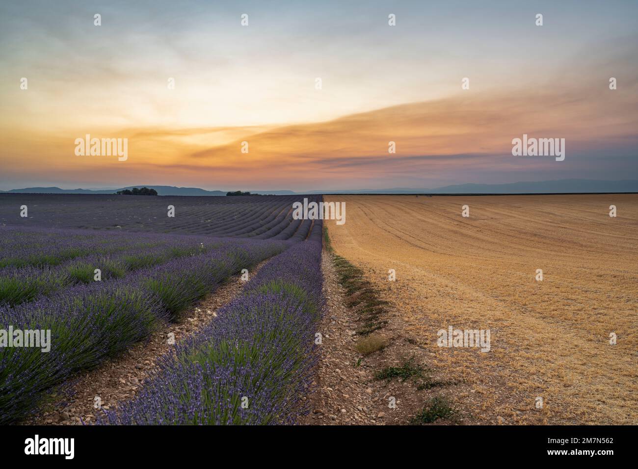 Lavender field borders cornfield, sunset, lavender field, Valensole ...