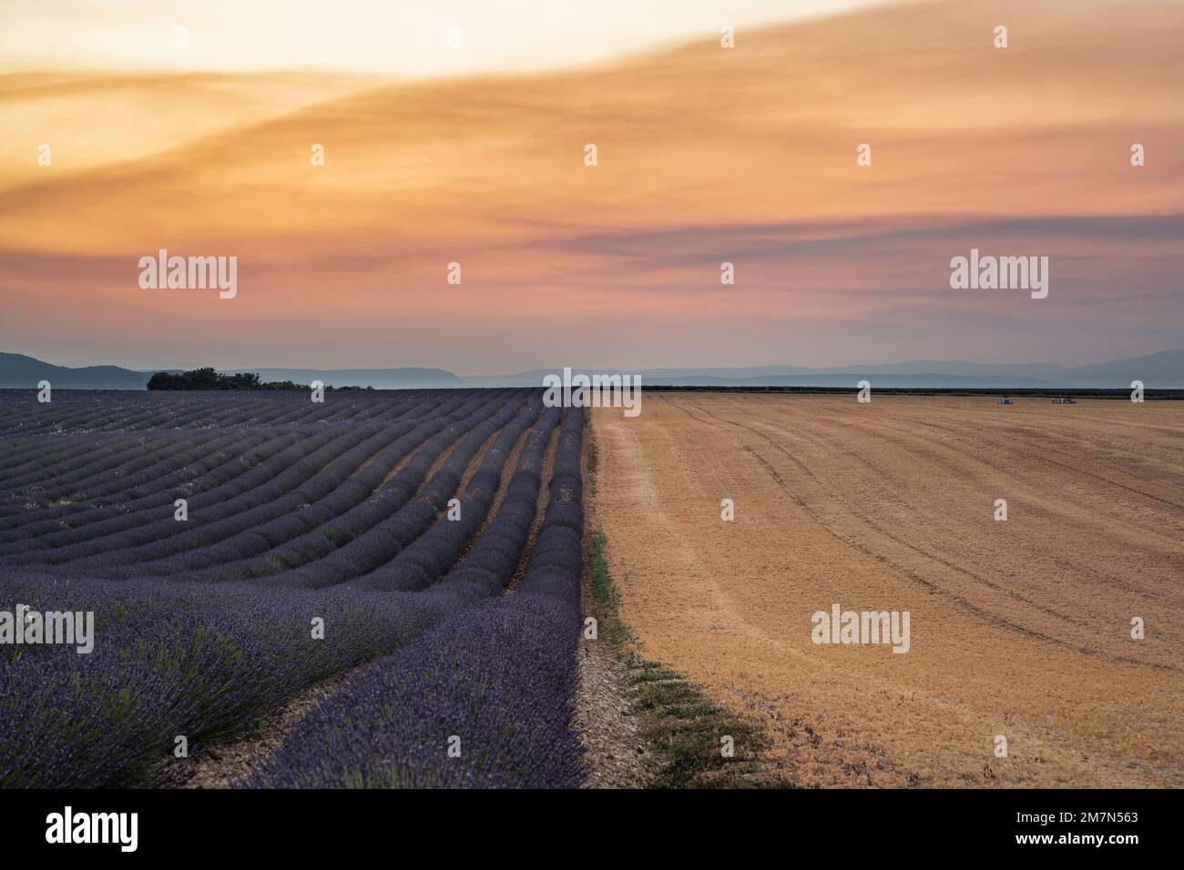 Lavender field borders cornfield, sunset, lavender field, Valensole ...
