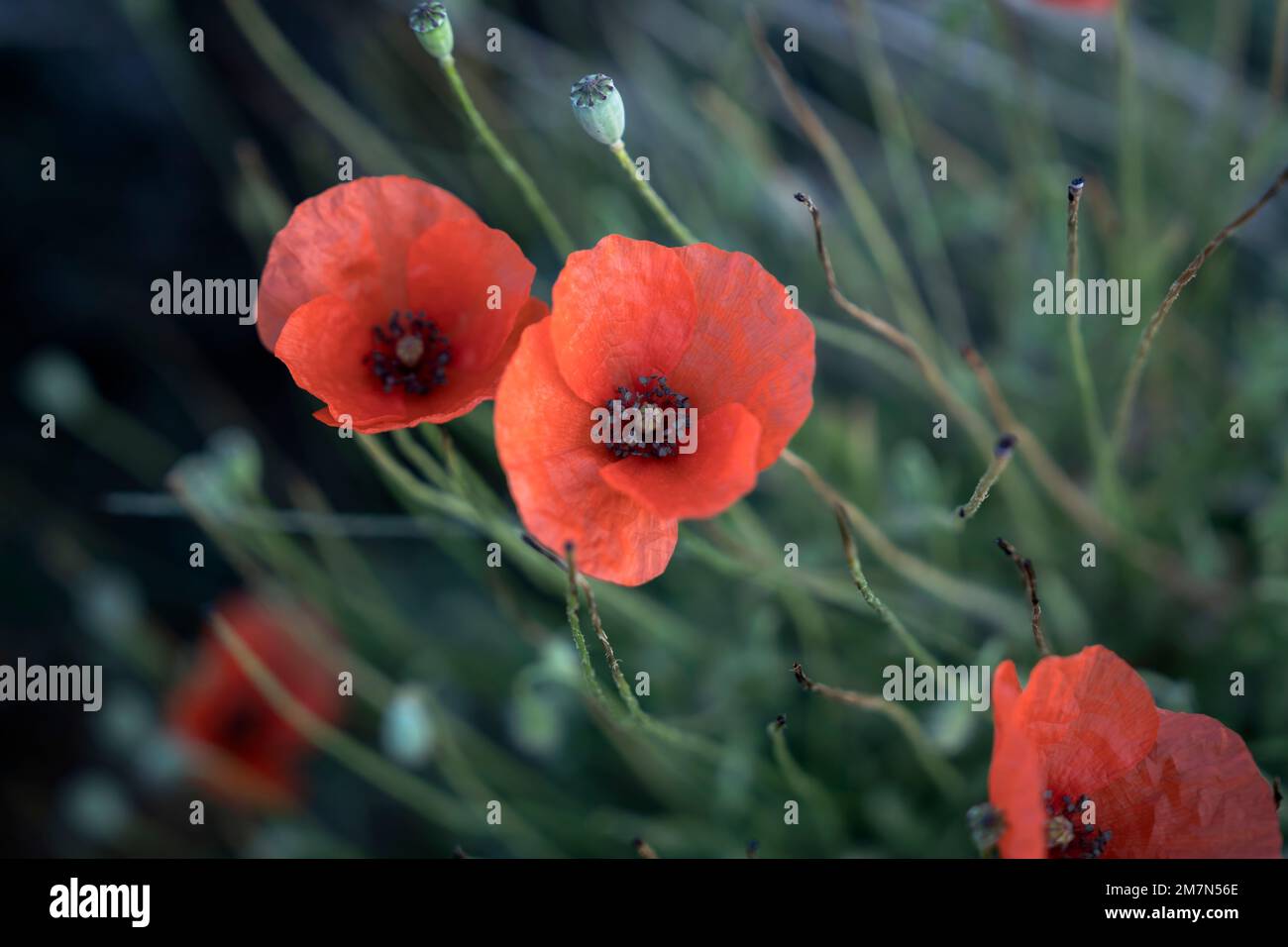 Wild poppy, Provence, France Stock Photo - Alamy