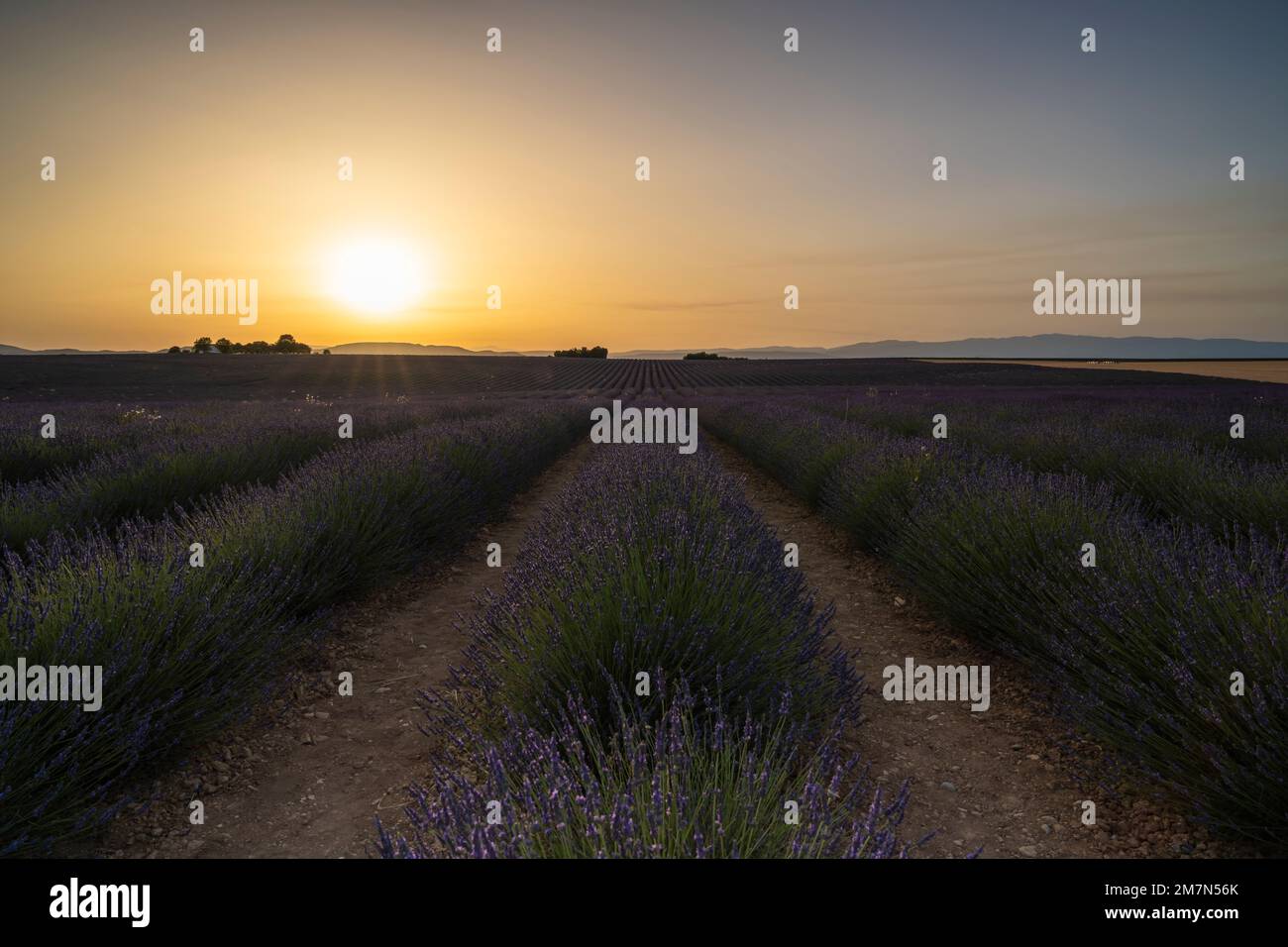 Lavender sunset field sun hi-res stock photography and images - Alamy