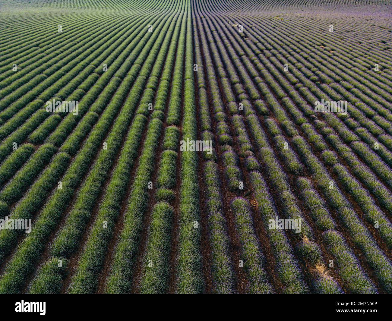 Adjacent lavender fields of different varieties hi-res stock ...