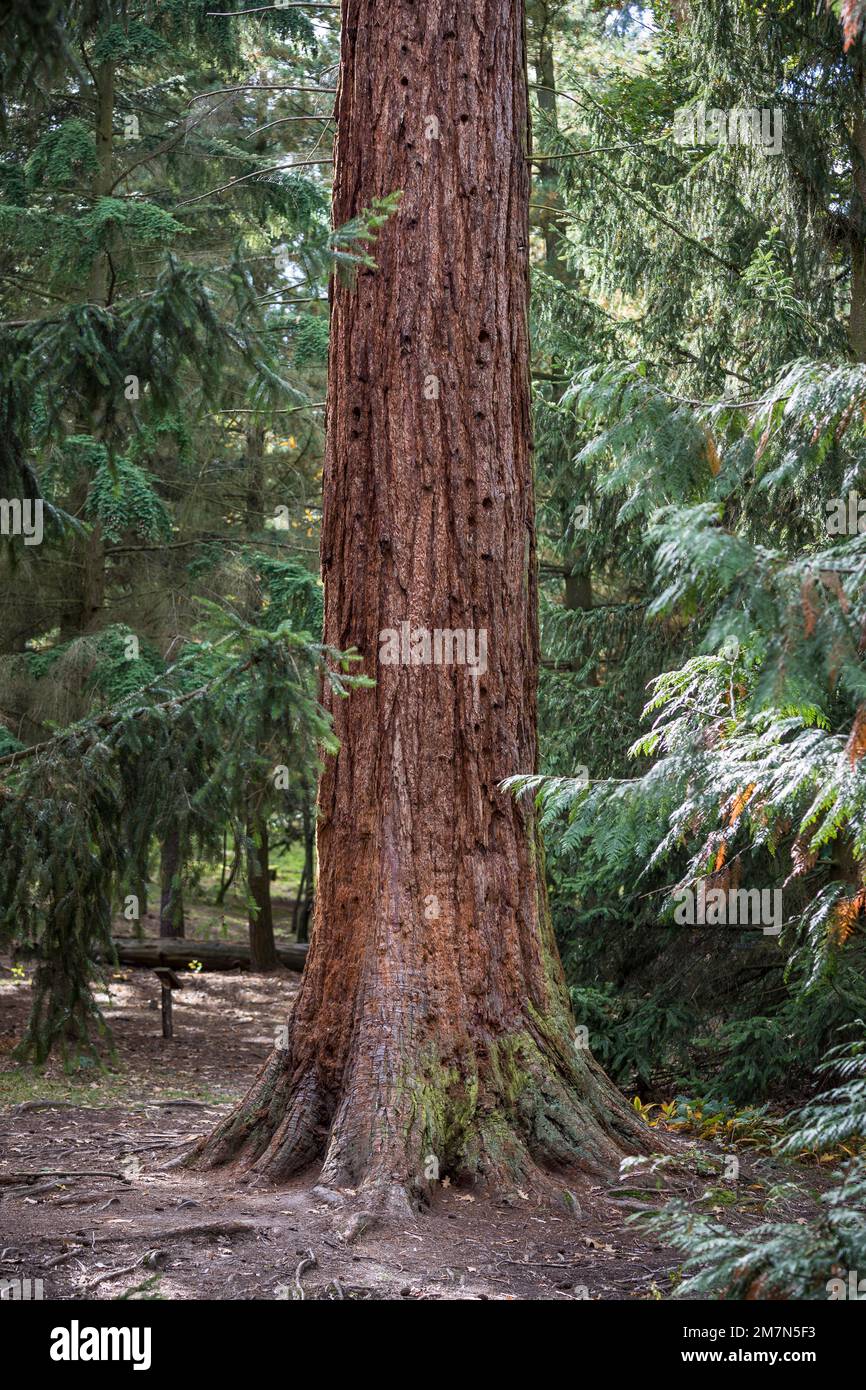 Wellingtonia trees hi-res stock photography and images - Alamy