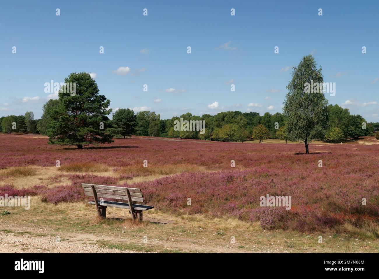 View over the blooming heath landscape near Oberhaverbeck ...