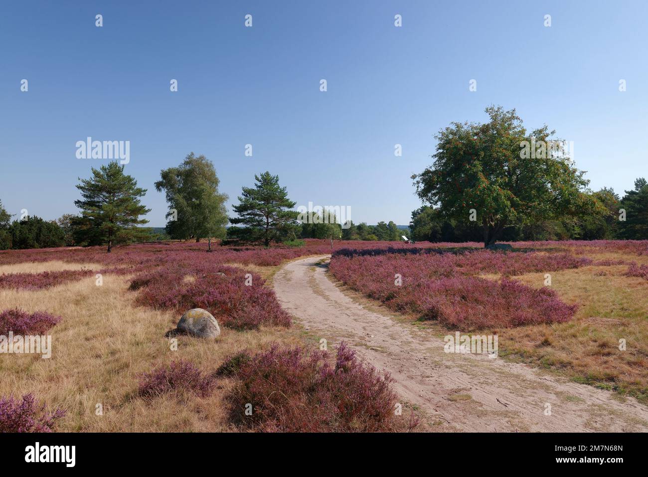 View over the blooming heath landscape in the Osterheide near ...