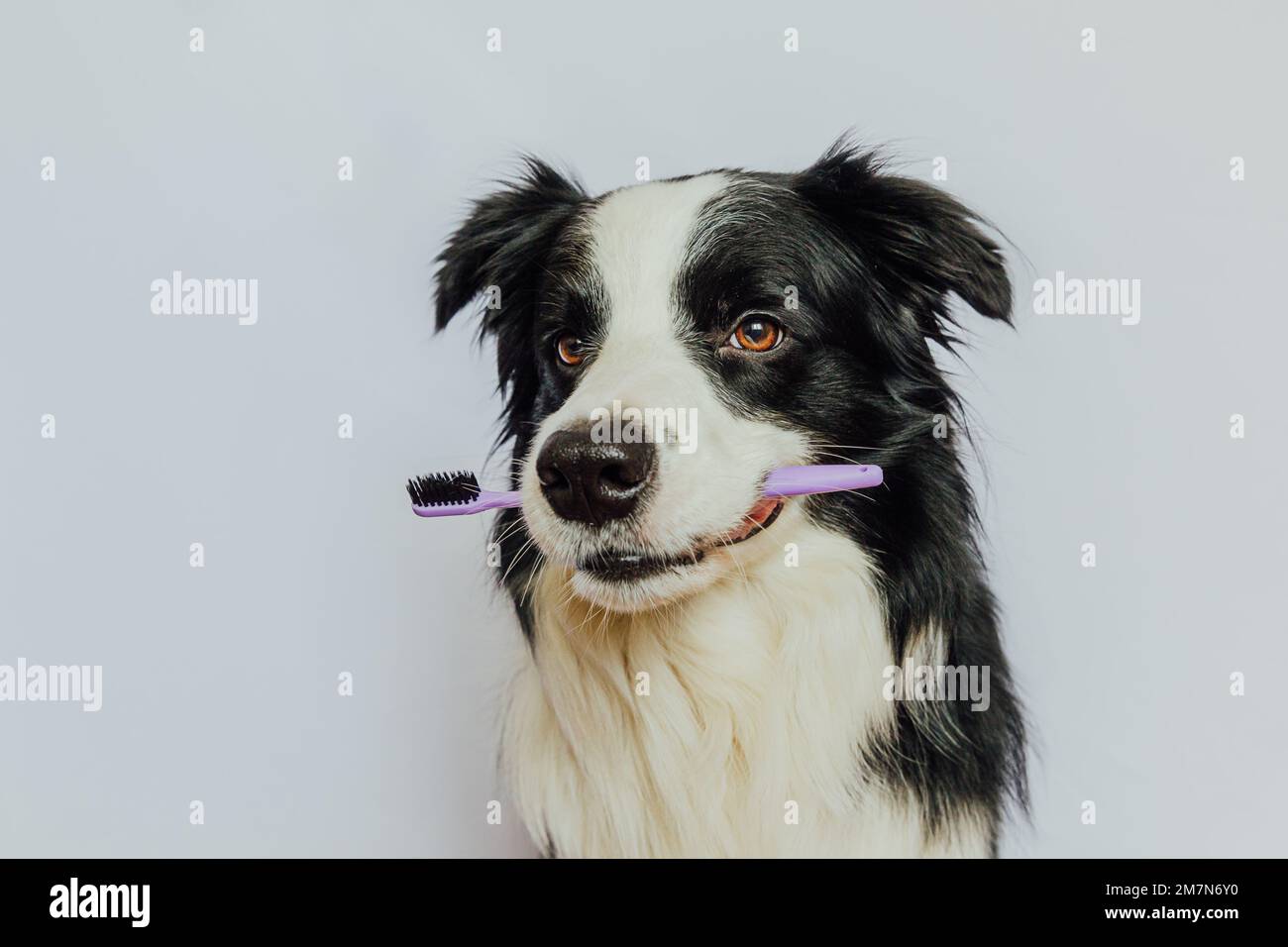 Cute smart funny puppy dog border collie holding toothbrush in mouth ...